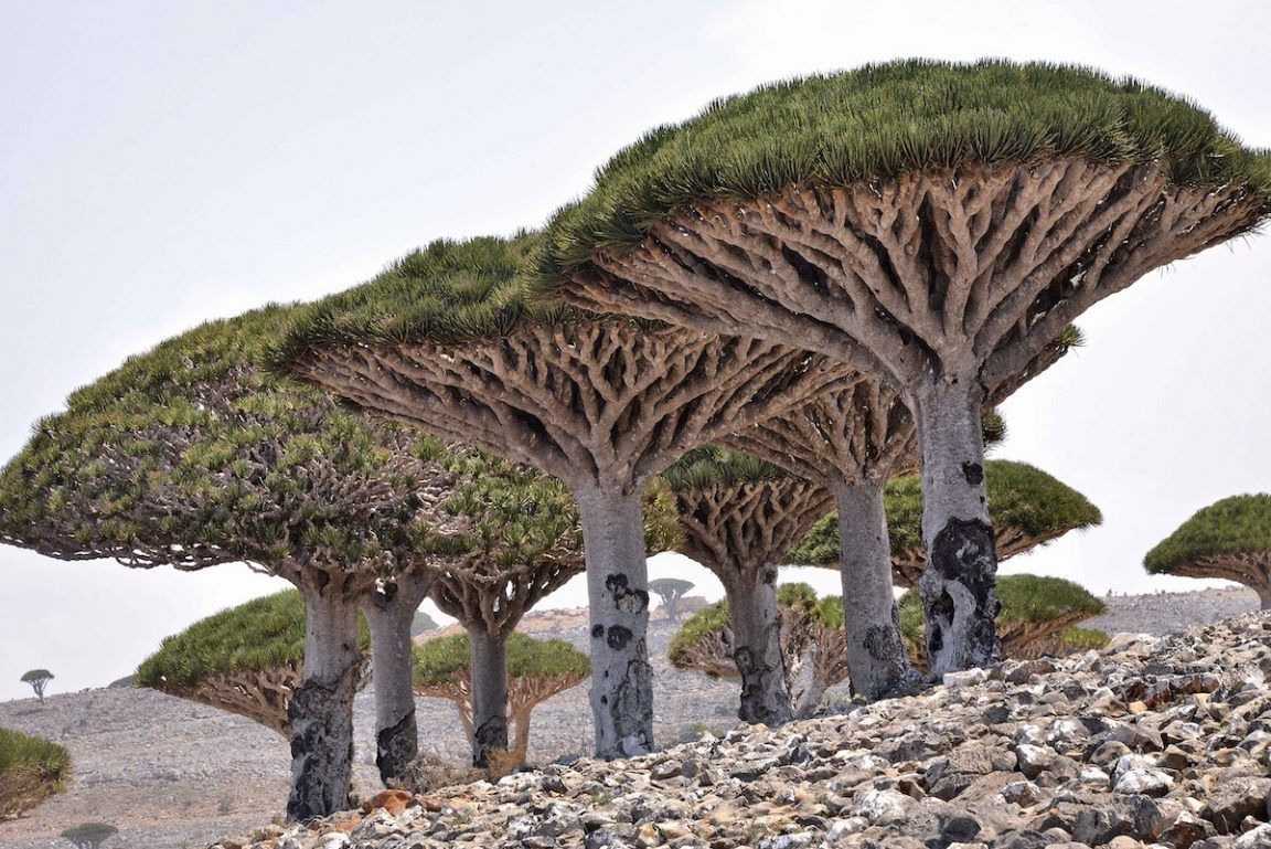 L’île de Socotra abrite les paysages les plus extraordinaires de la Terre