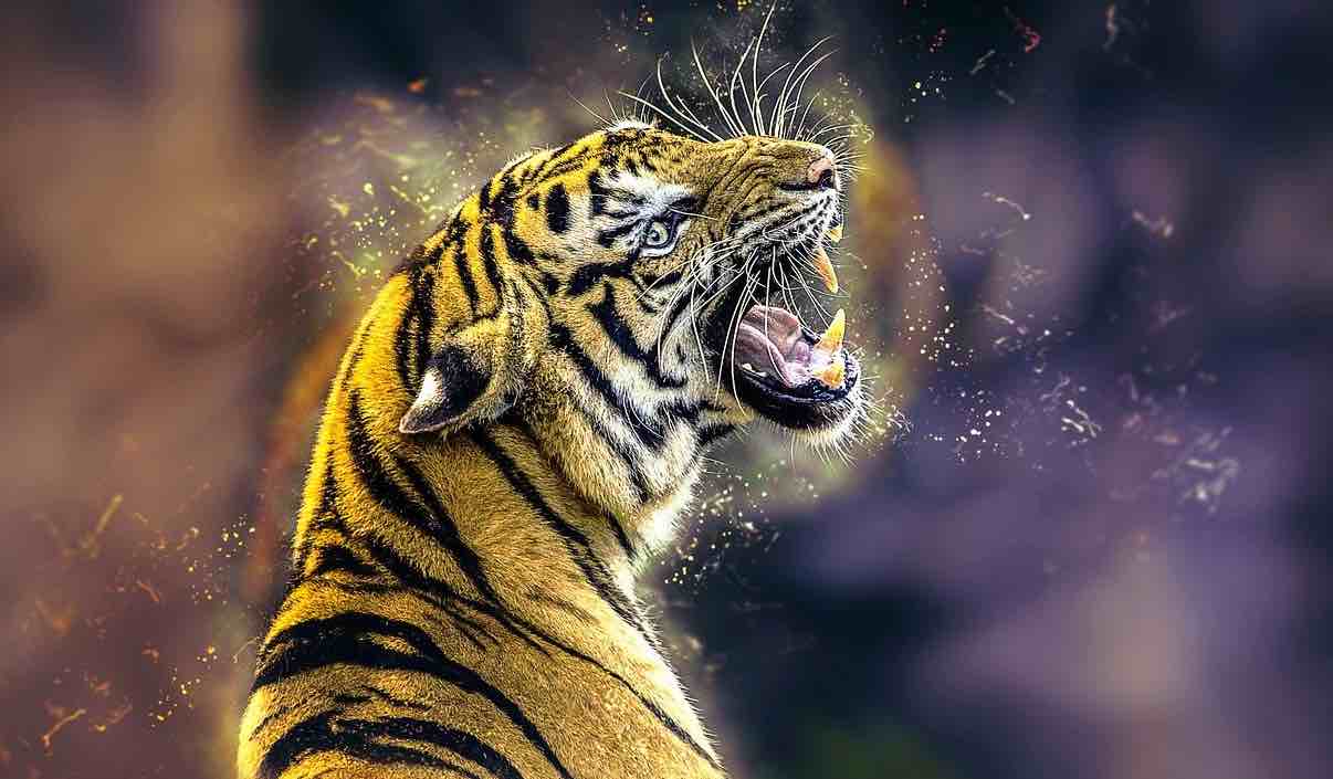 À méditer. Un âne dit au tigre : L'herbe est bleue. Le tigre : Non, l ...